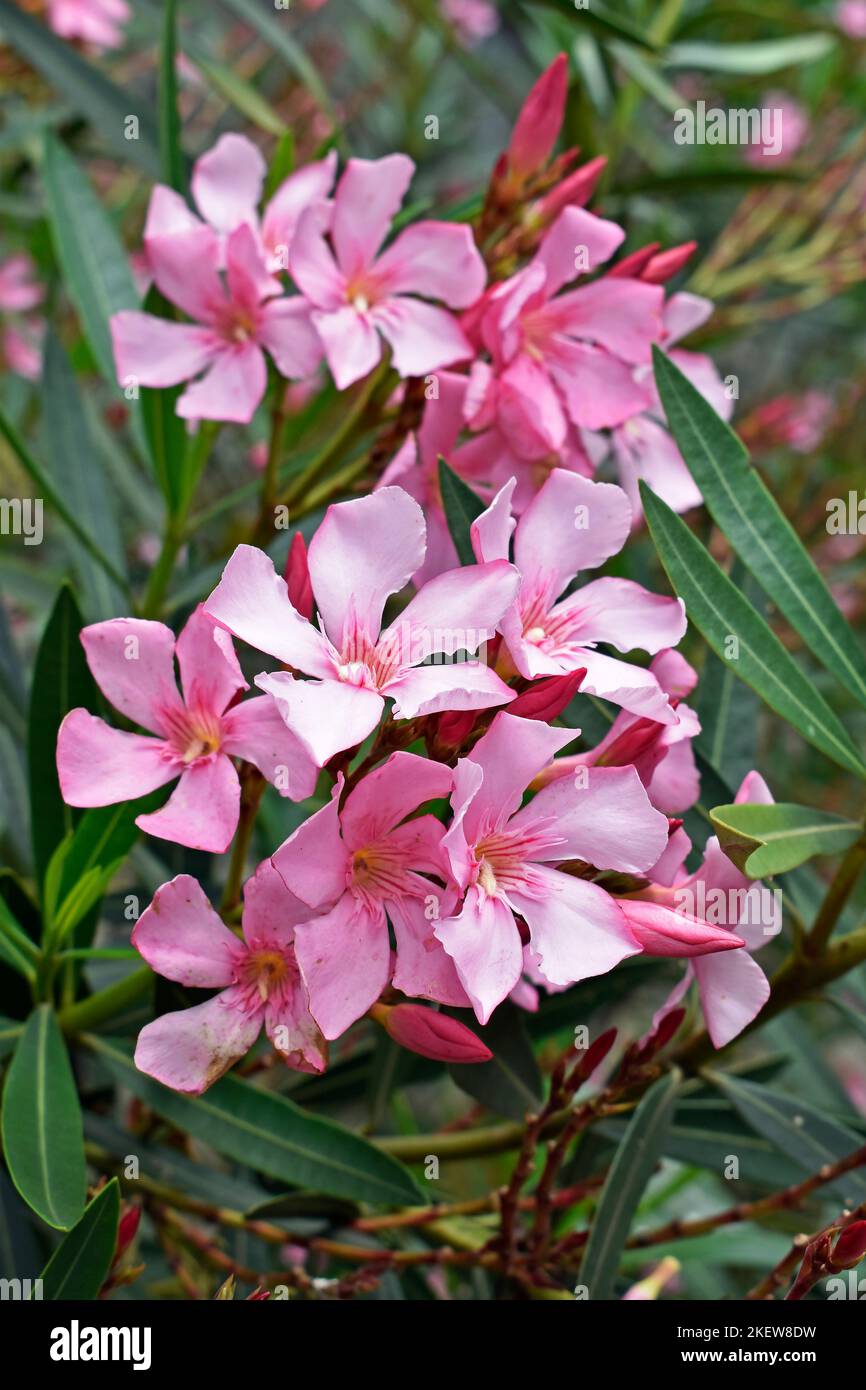 Pink oleander flowers (Nerium oleander) on garden Stock Photo - Alamy
