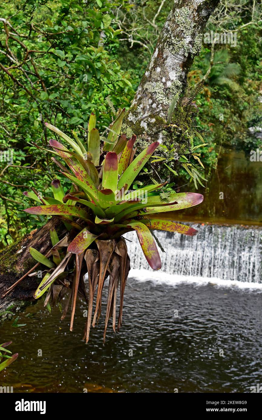 Bromeliads on tree trunk in the tropical rainforest Stock Photo - Alamy