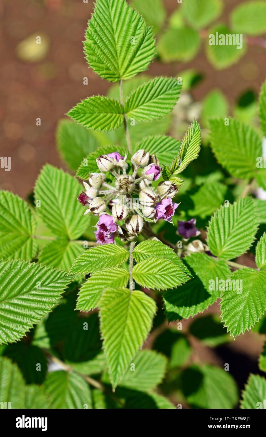 Mysore raspberry, Ceylon raspberry or hill raspberry (Rubus niveus ...