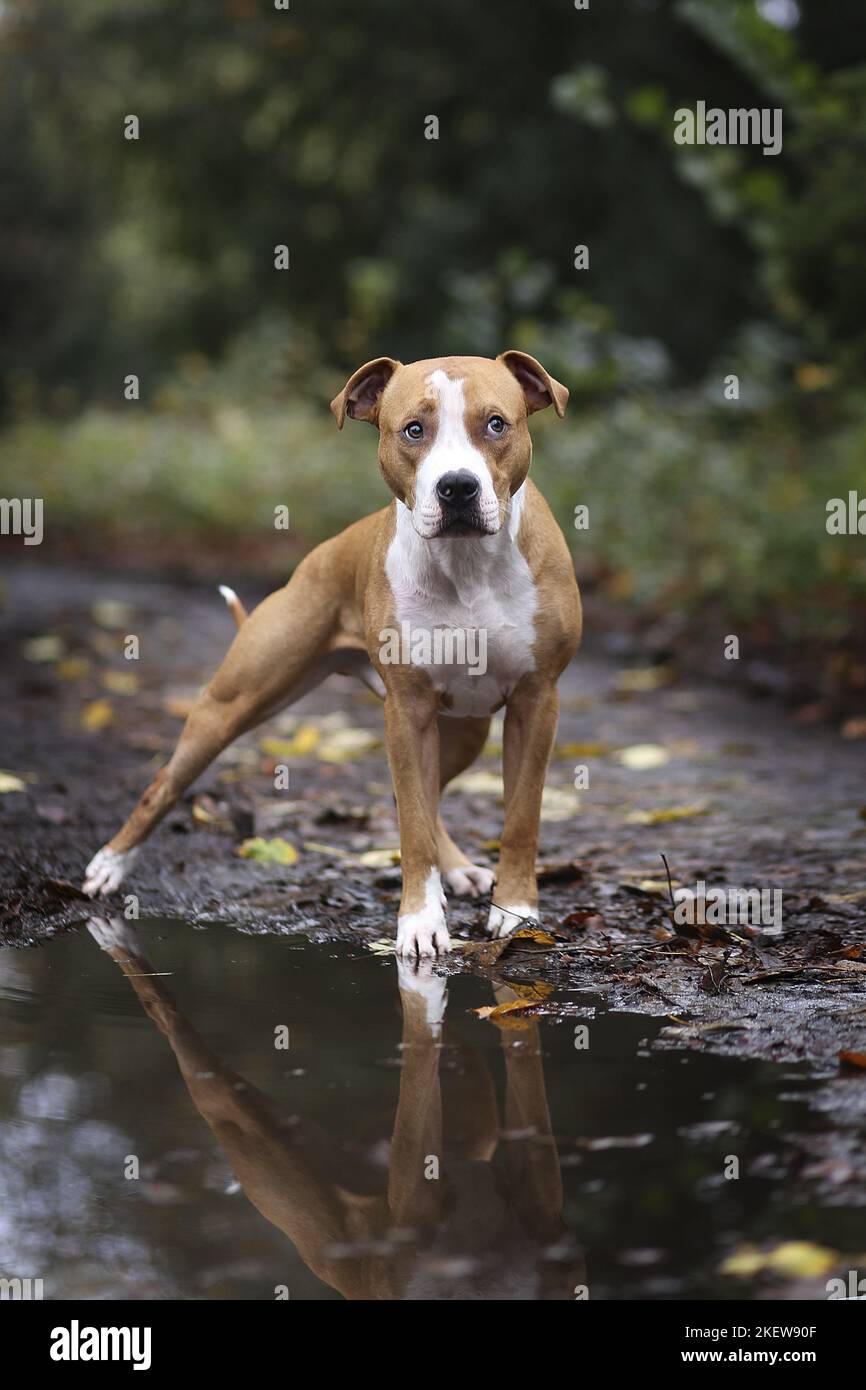 standing American Staffordshire Terrier Stock Photo - Alamy