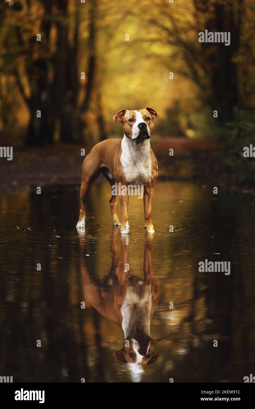 standing American Staffordshire Terrier Stock Photo - Alamy
