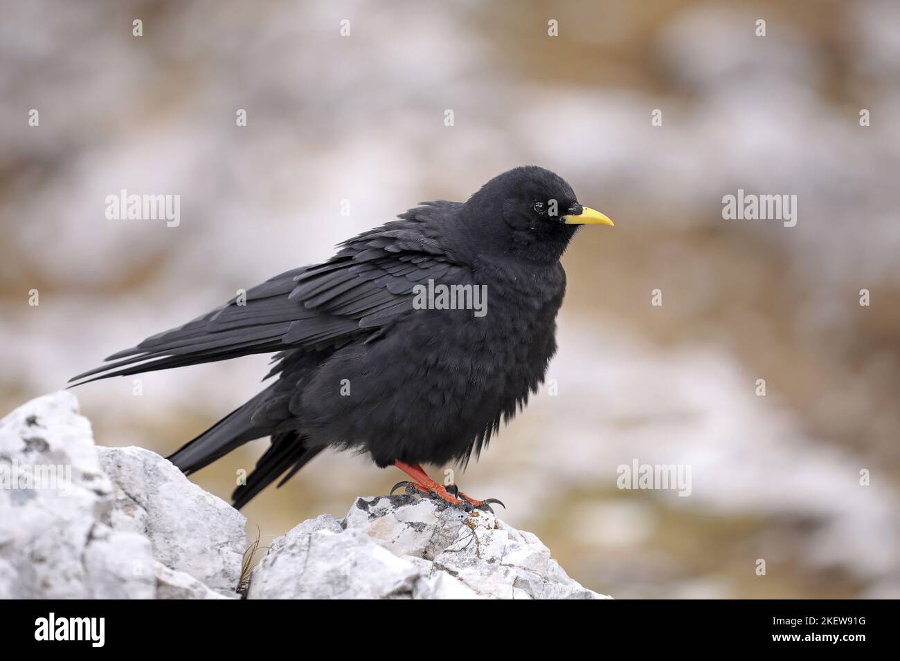 standing Alpine Chough Stock Photo - Alamy