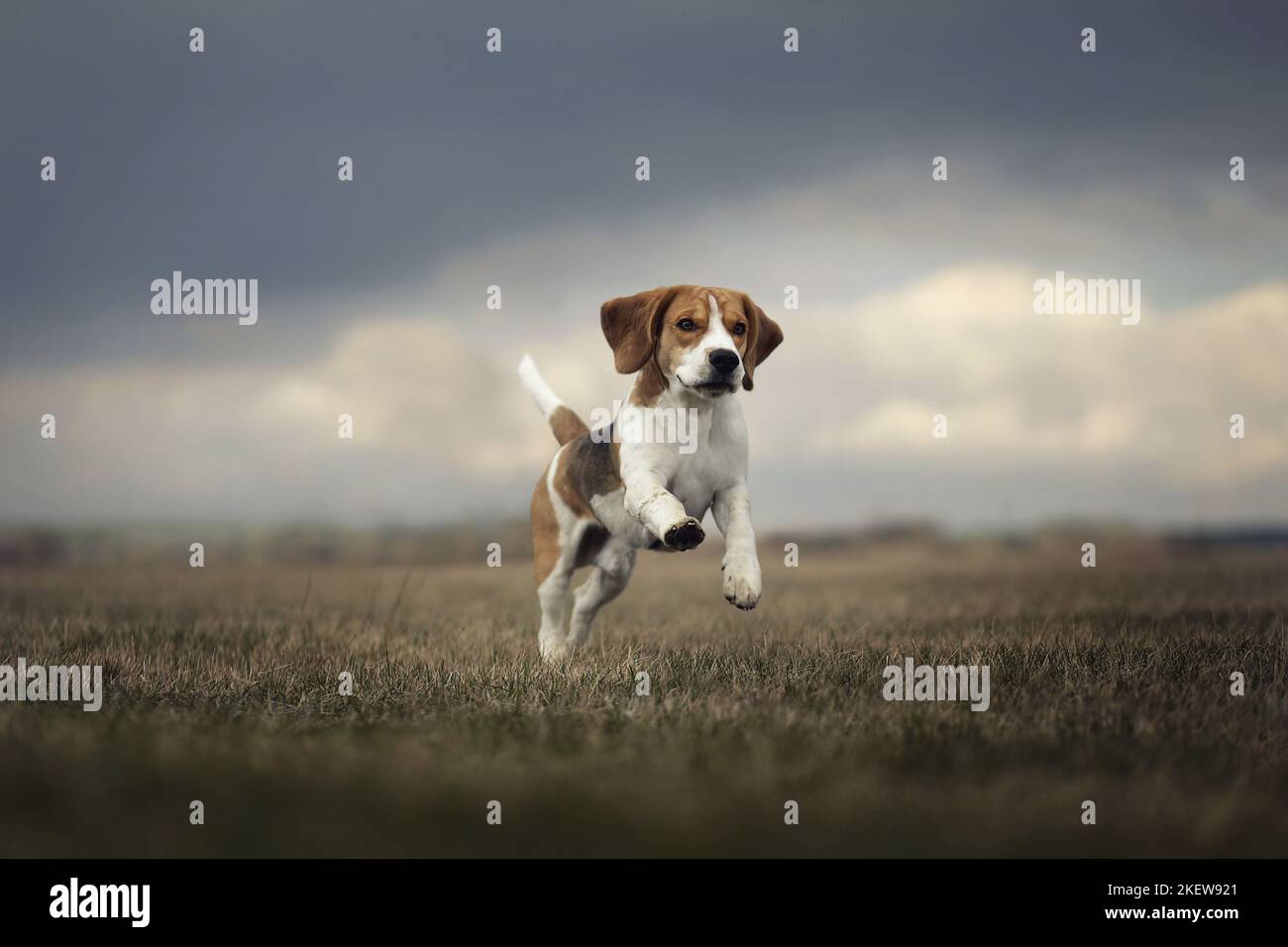 Beagle running side view hi-res stock photography and images - Alamy