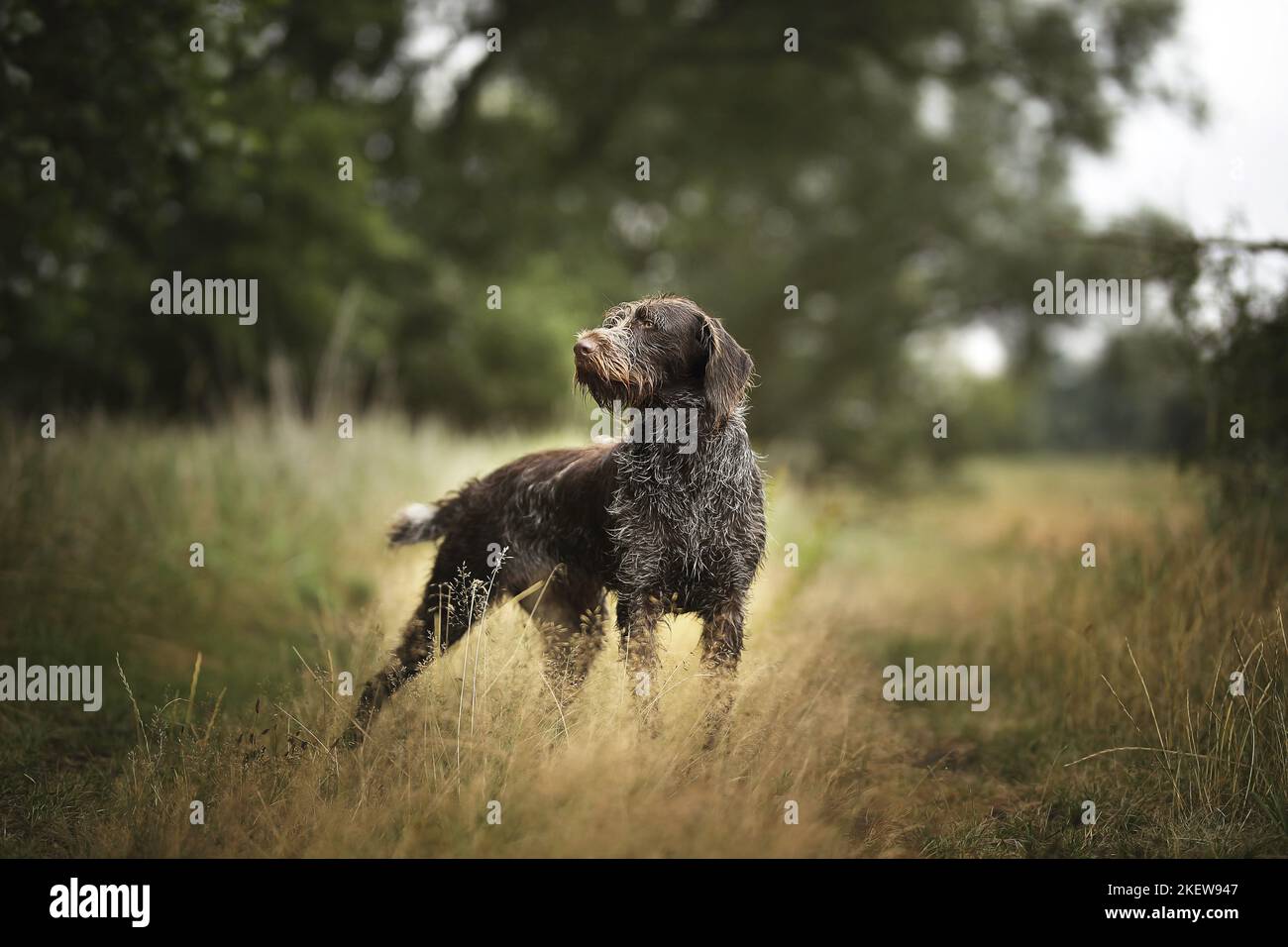 standing German Wirehaired Pointer Stock Photo - Alamy