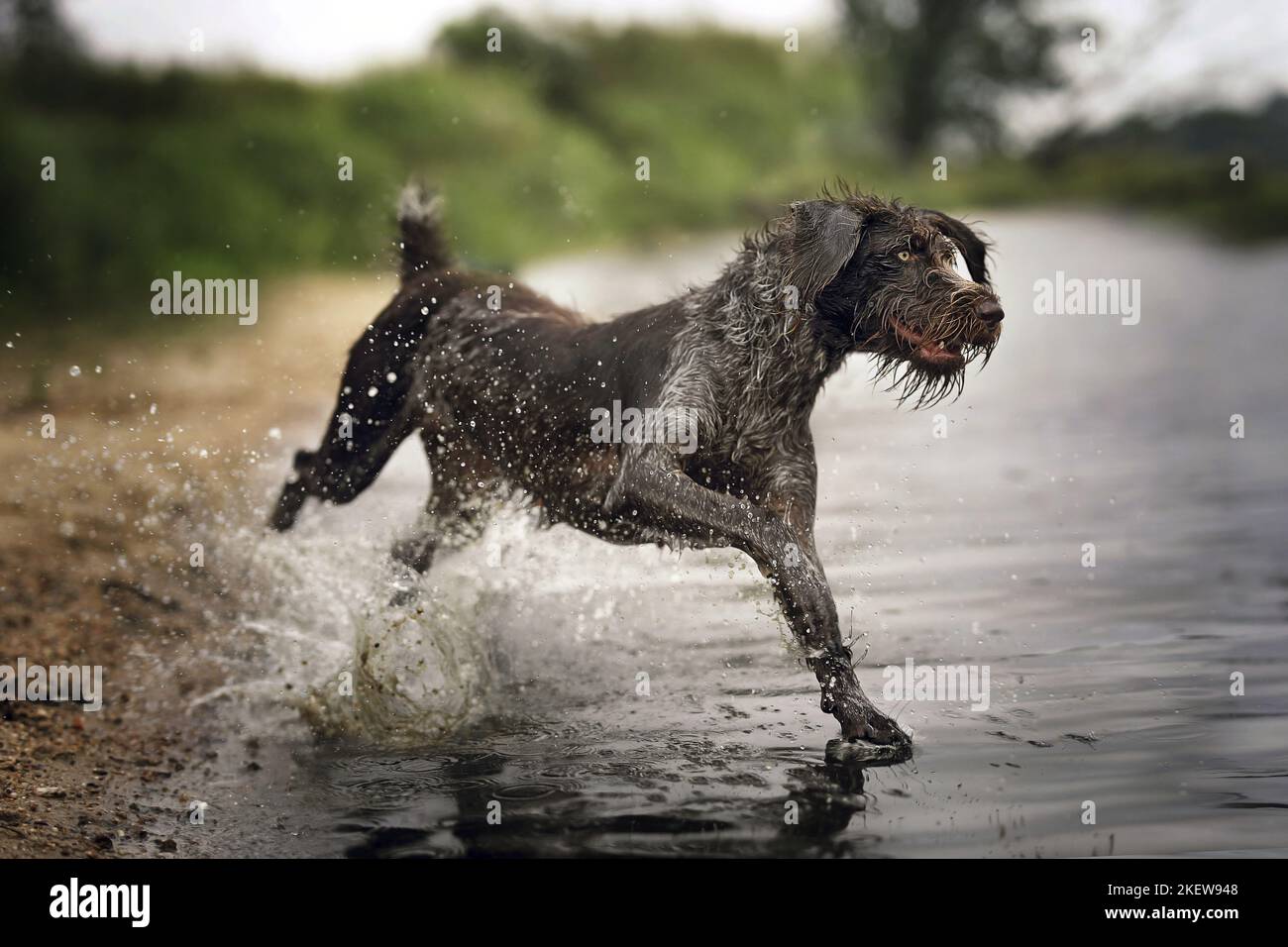 running German Wirehaired Pointer Stock Photo - Alamy