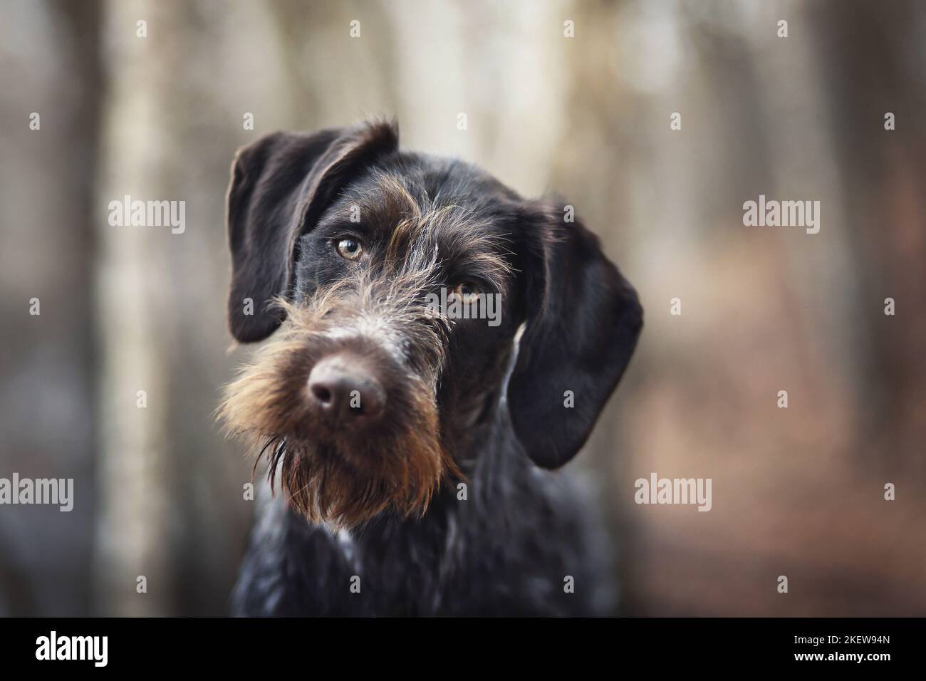 German Wirehaired Pointer portrait Stock Photo - Alamy