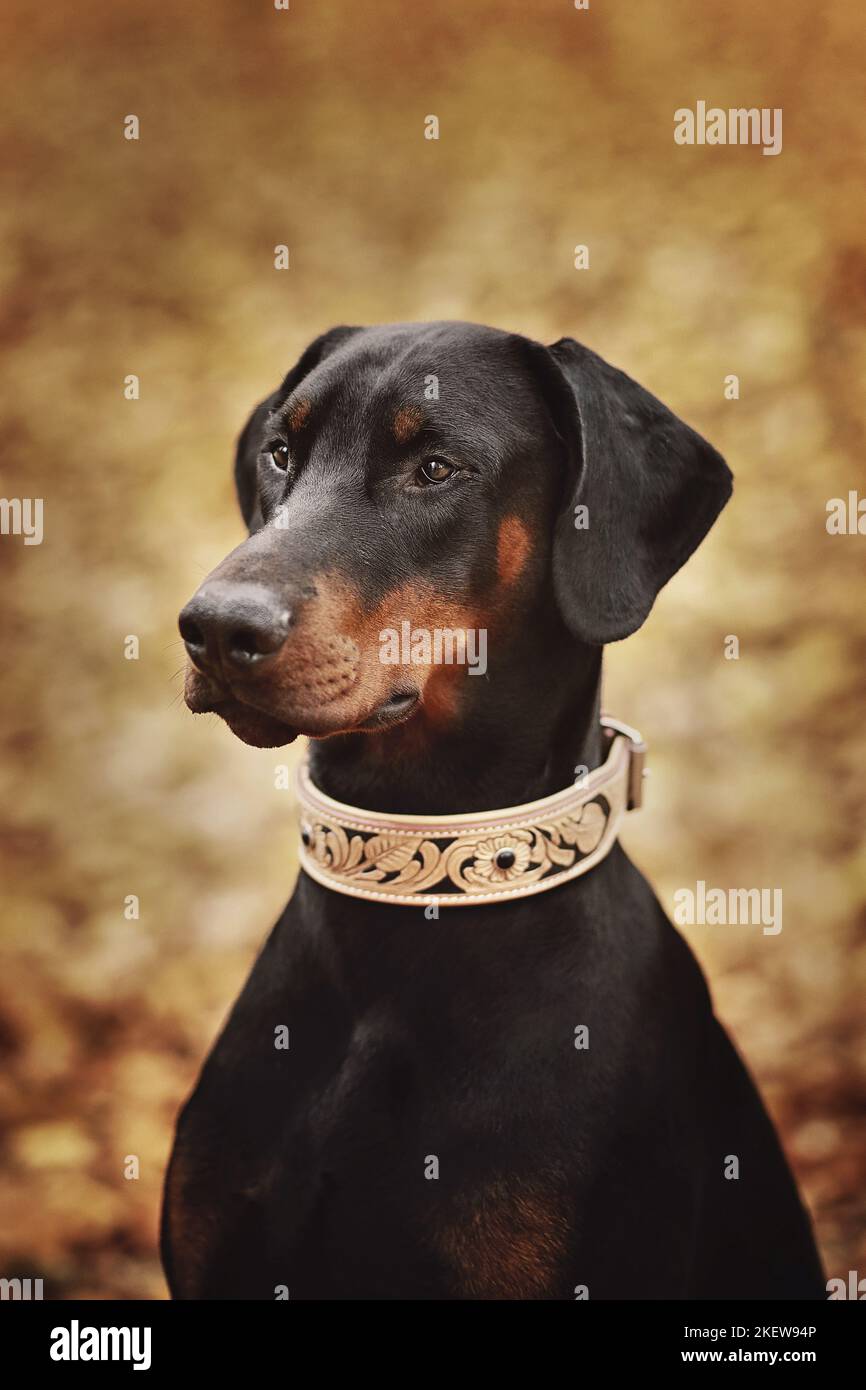 Doberman Pinscher portrait Stock Photo - Alamy