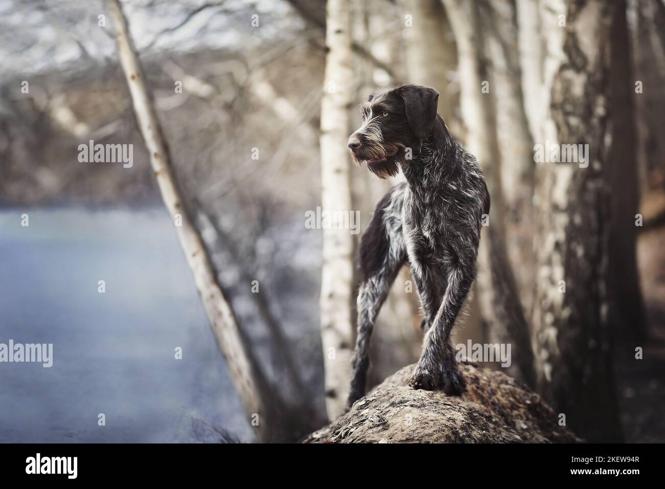 standing German Wirehaired Pointer Stock Photo - Alamy