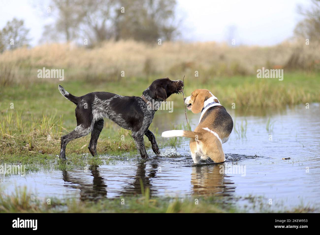 German Wirehaired Pointer with beagle Stock Photo - Alamy