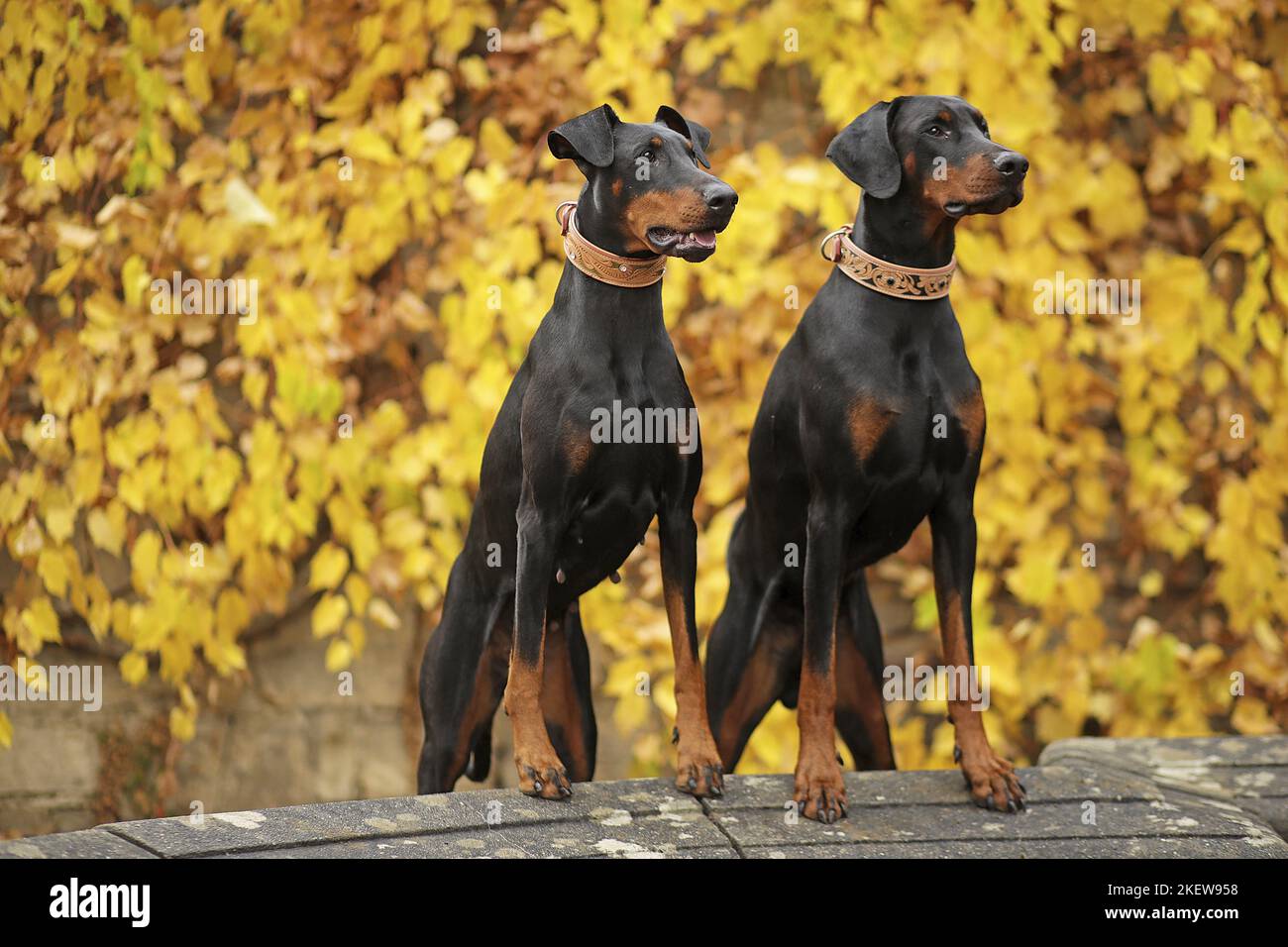 Dobermans hi-res stock photography and images - Alamy