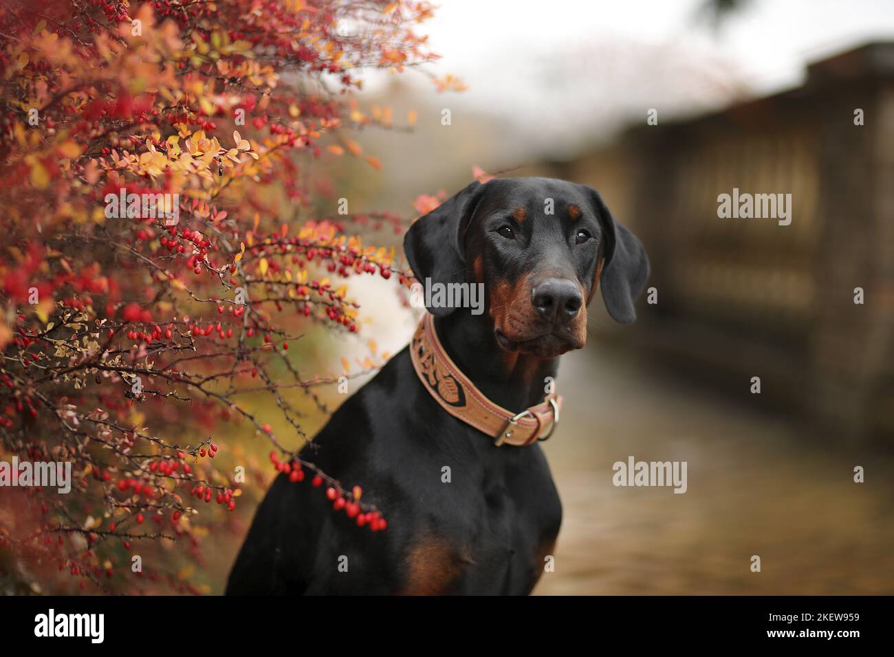 Doberman Pinscher portrait Stock Photo - Alamy