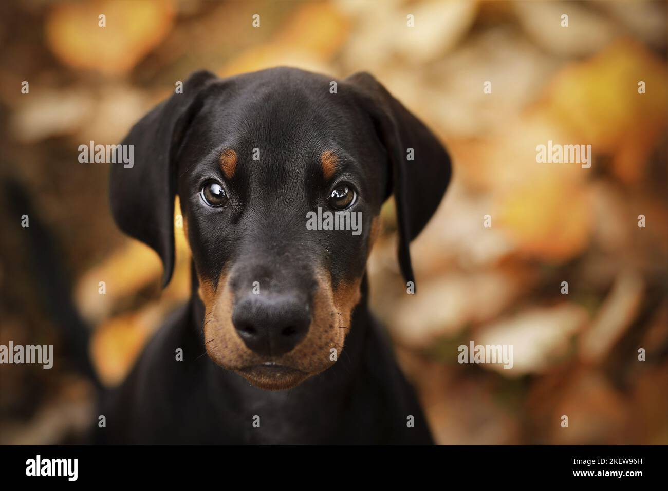 Doberman Pinscher portrait Stock Photo - Alamy