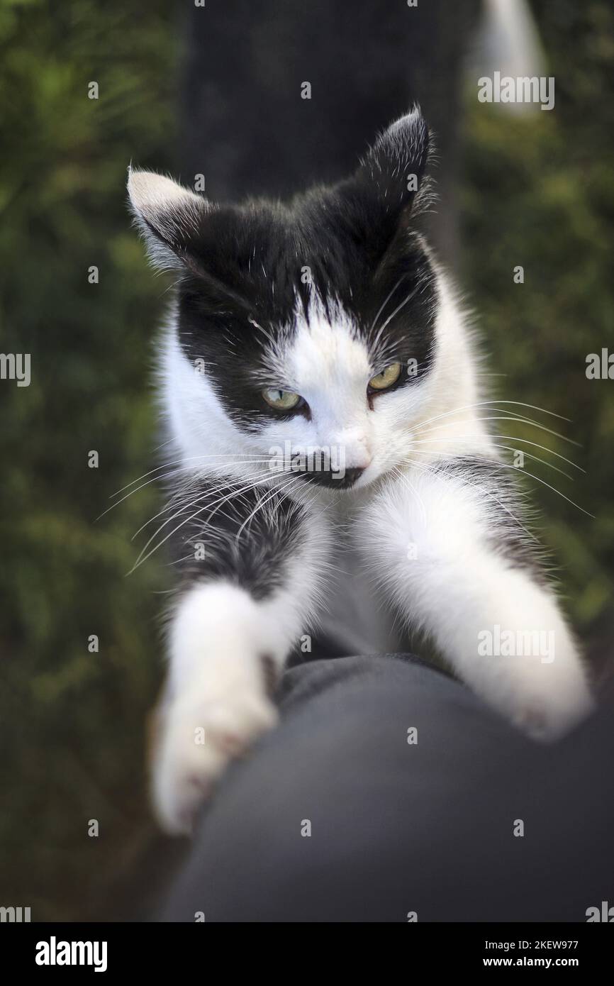 Cat human legs hi-res stock photography and images - Alamy