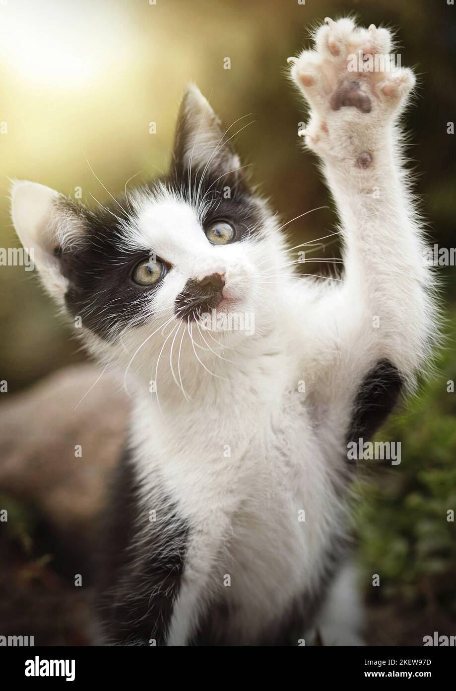 Domestic cat lifting paw hi-res stock photography and images - Alamy