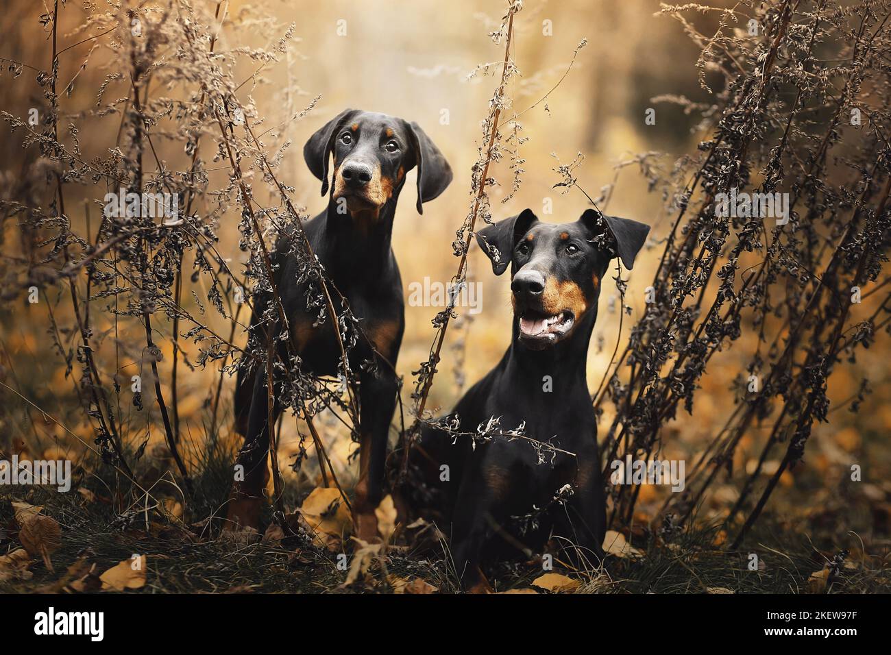 Two dobermans hi-res stock photography and images - Alamy