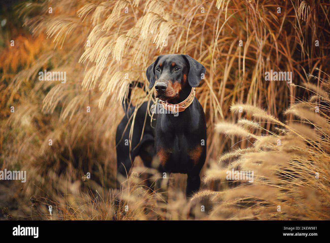 standing Doberman Pinscher Stock Photo - Alamy