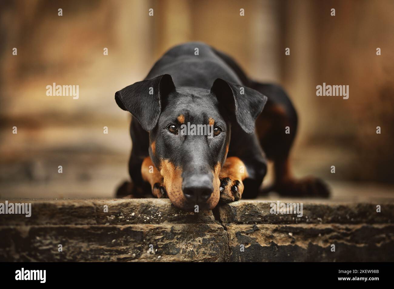 Doberman pinscher adult dog lying down hi-res stock photography and ...