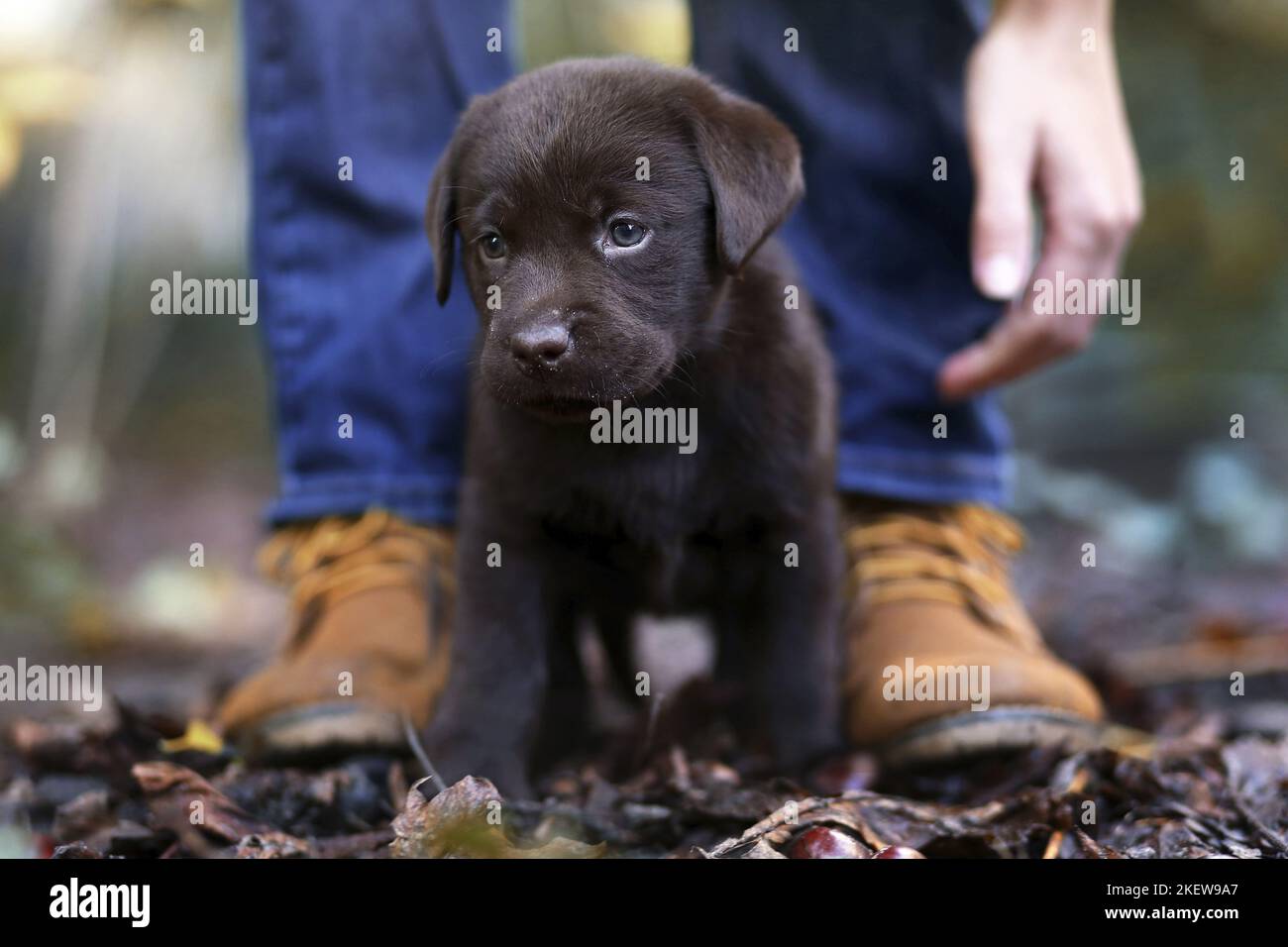 standing Labrador Retriever puppy Stock Photo - Alamy