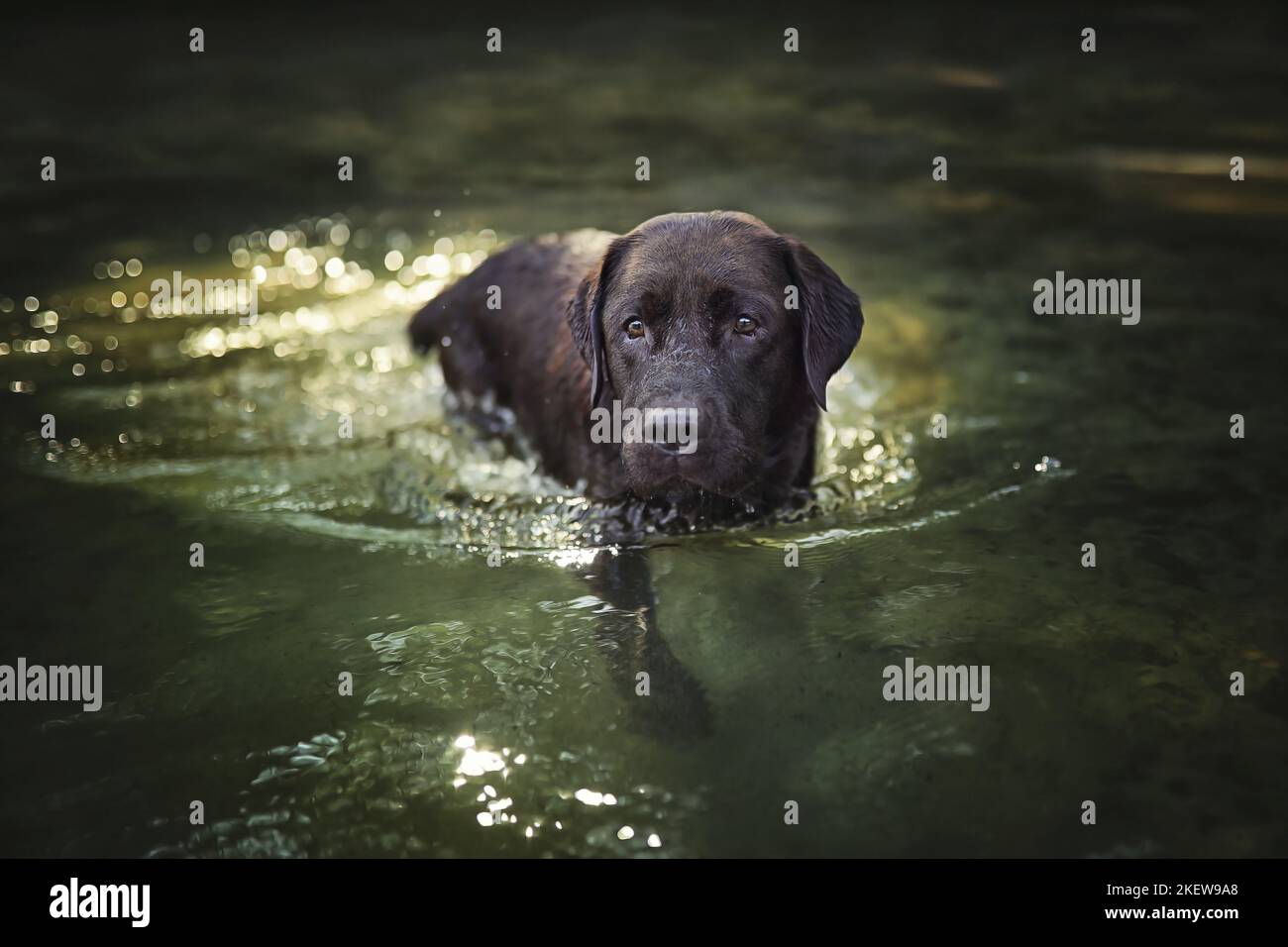 Labrador Retriever in the water Stock Photo - Alamy