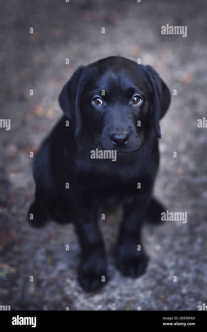 Labrador puppy sitting above hi-res stock photography and images - Alamy