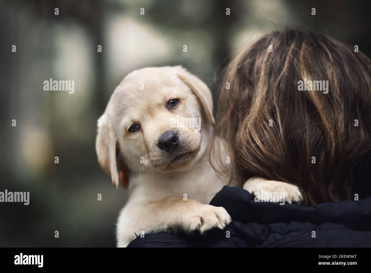 Yellow labrador puppies with people hi-res stock photography and images ...