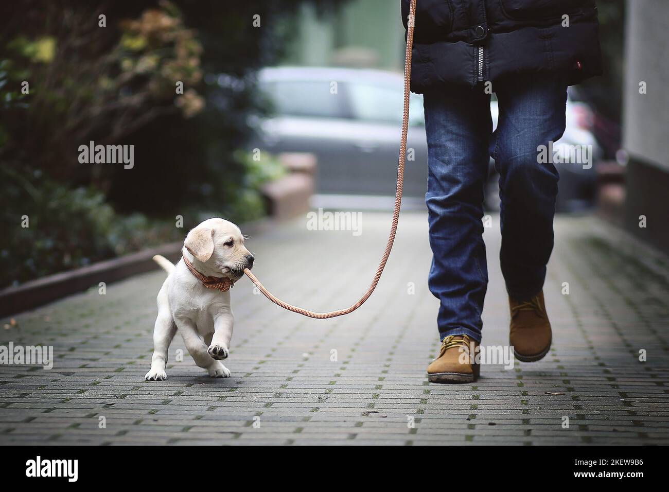 human with Labrador Retriever Puppy Stock Photo - Alamy