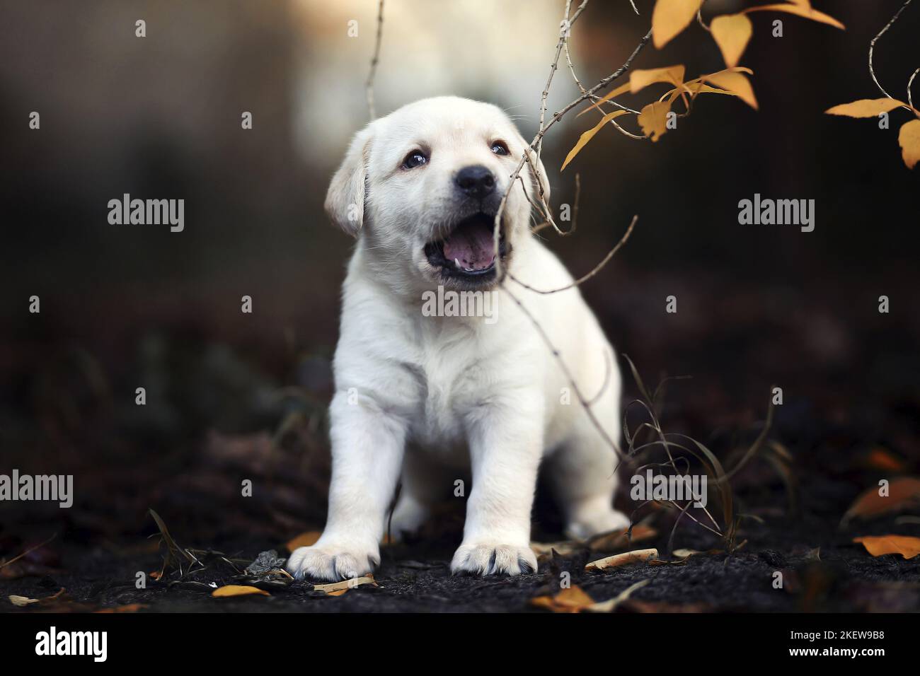 standing Labrador Retriever puppy Stock Photo - Alamy