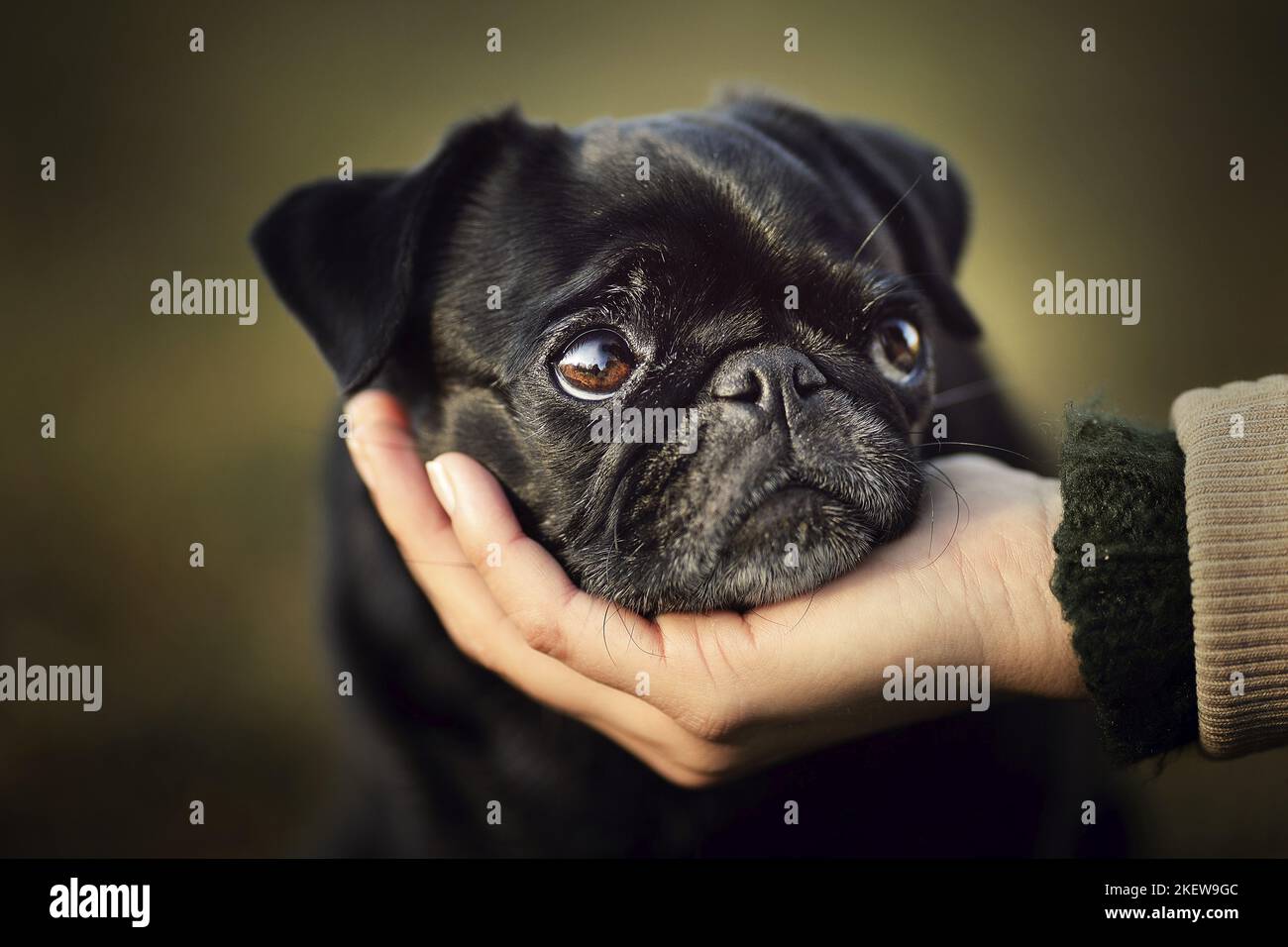 human with Pug Stock Photo - Alamy