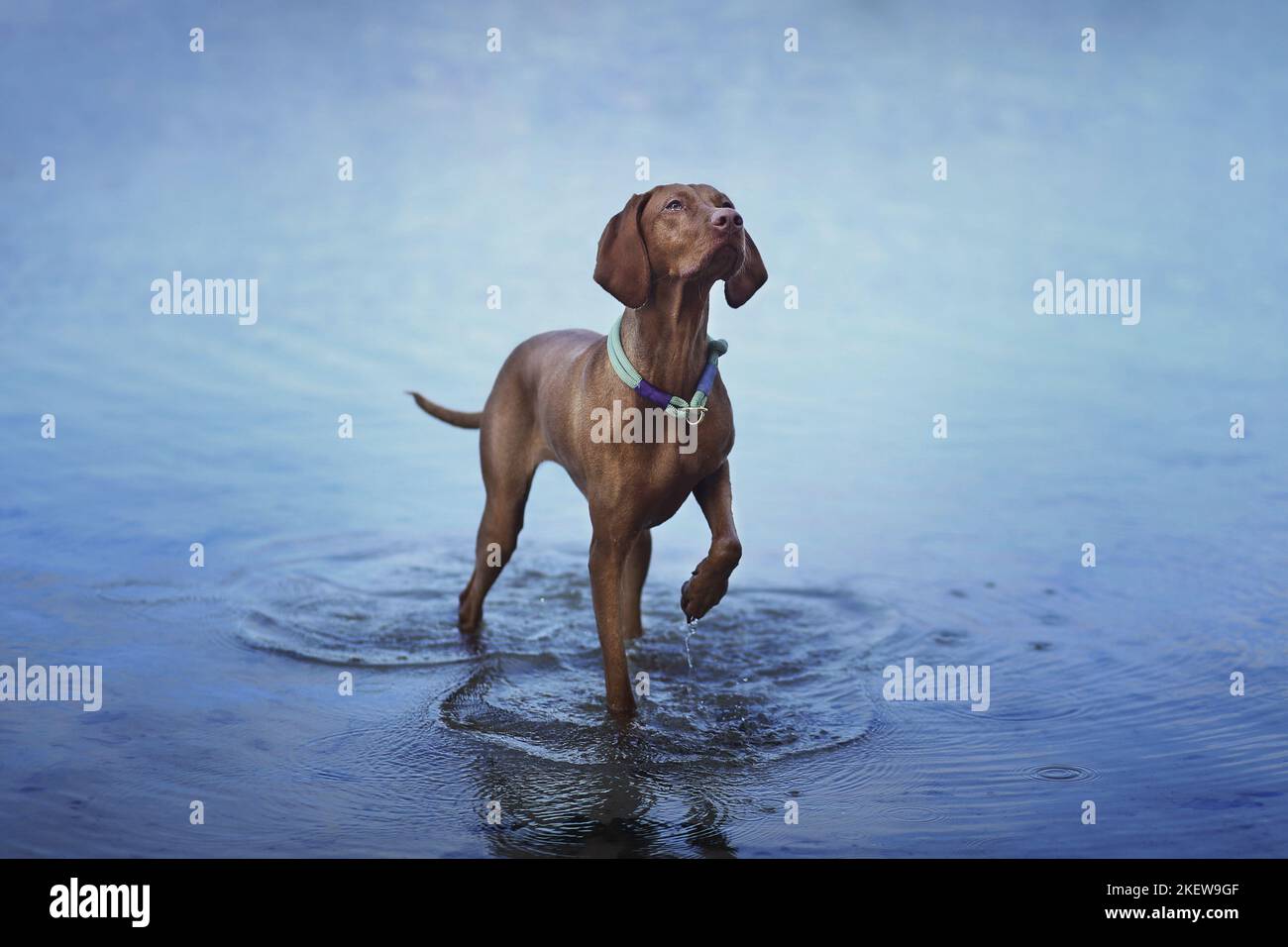 Magyar Vizsla in the water Stock Photo - Alamy