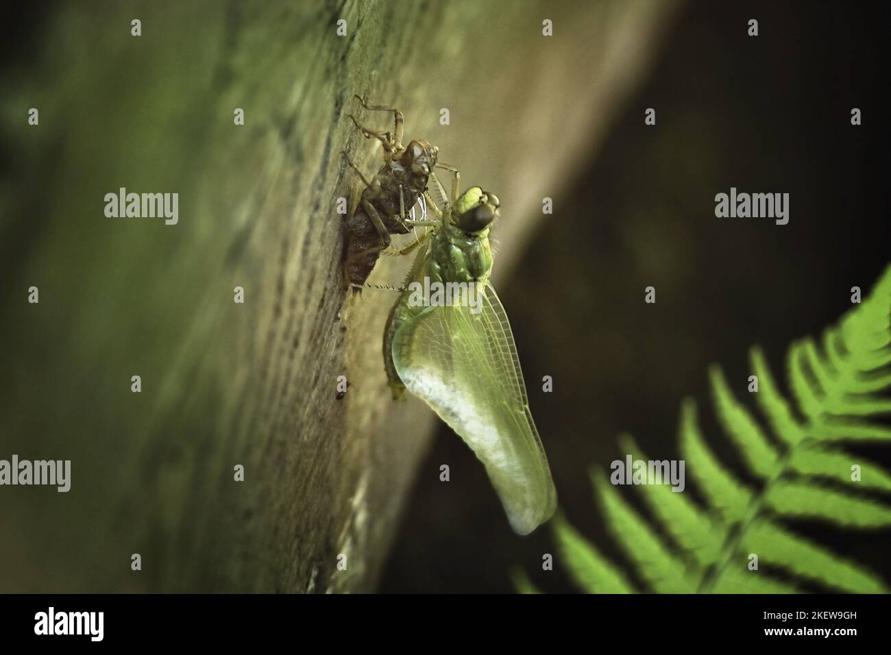 Dragonfly grub hi-res stock photography and images - Alamy