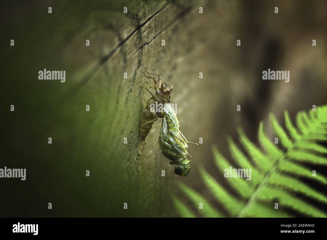 Dragonfly larvas hi-res stock photography and images - Alamy