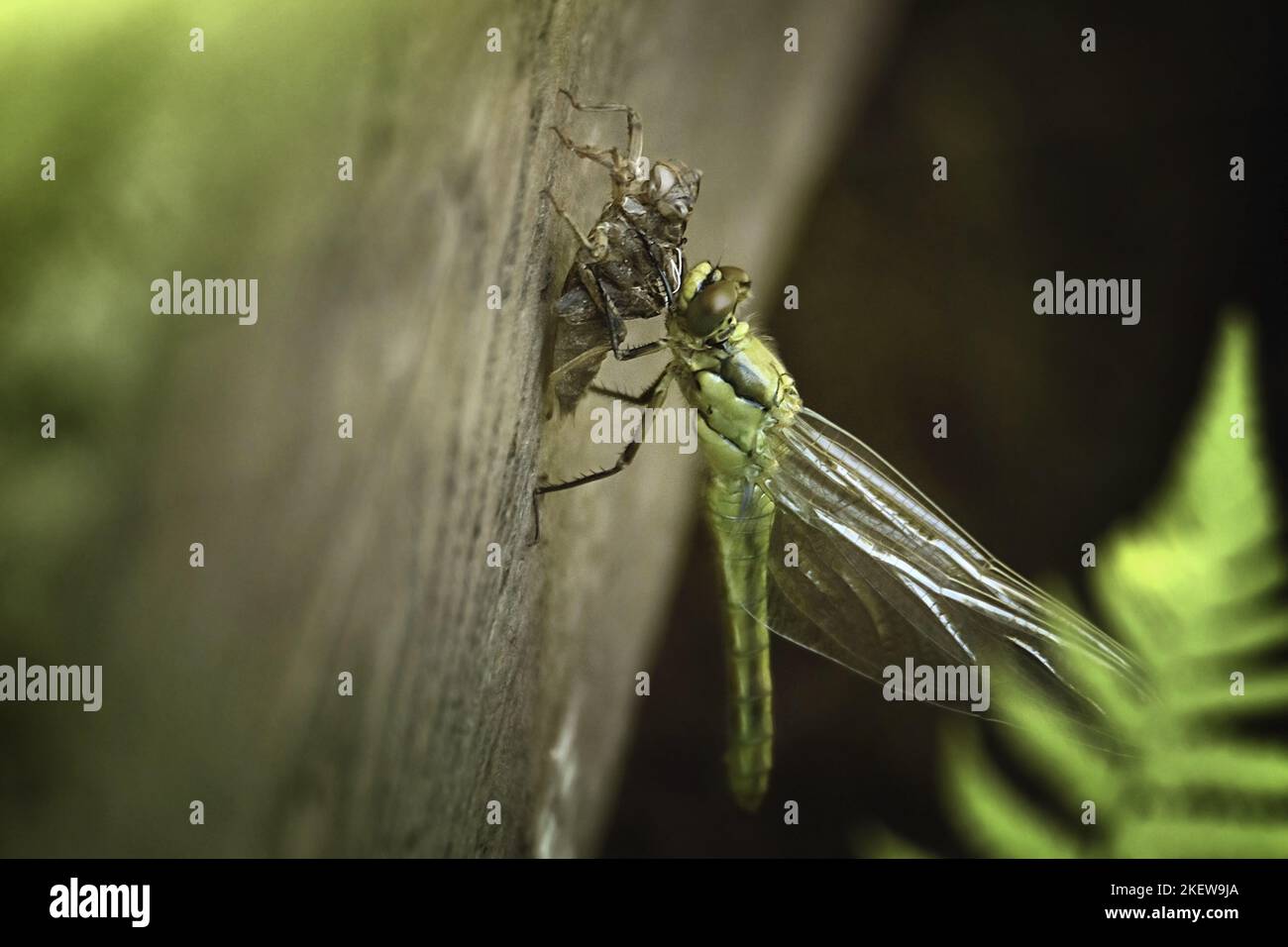 Dragonfly larvas hi-res stock photography and images - Alamy