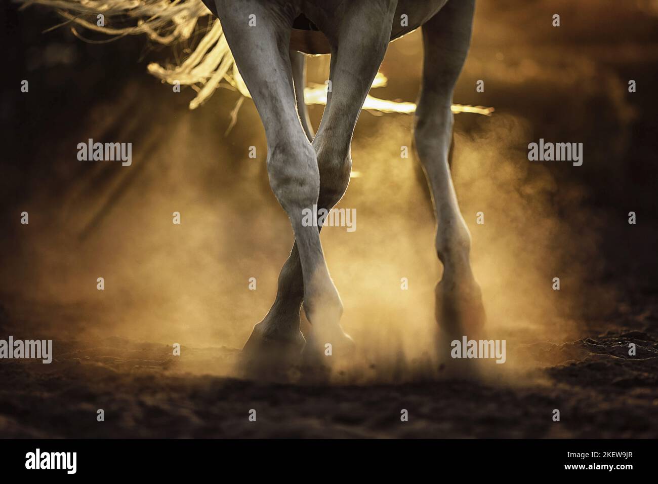 Legs hoofs hi-res stock photography and images - Alamy