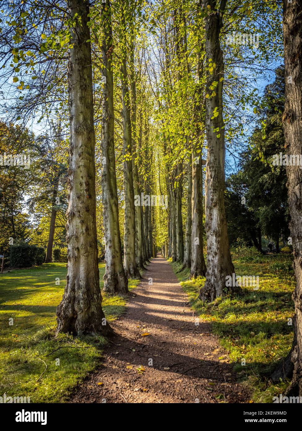 Lady Lucy's Walk, an avenue of lime trees situated in Wentworth Castle ...