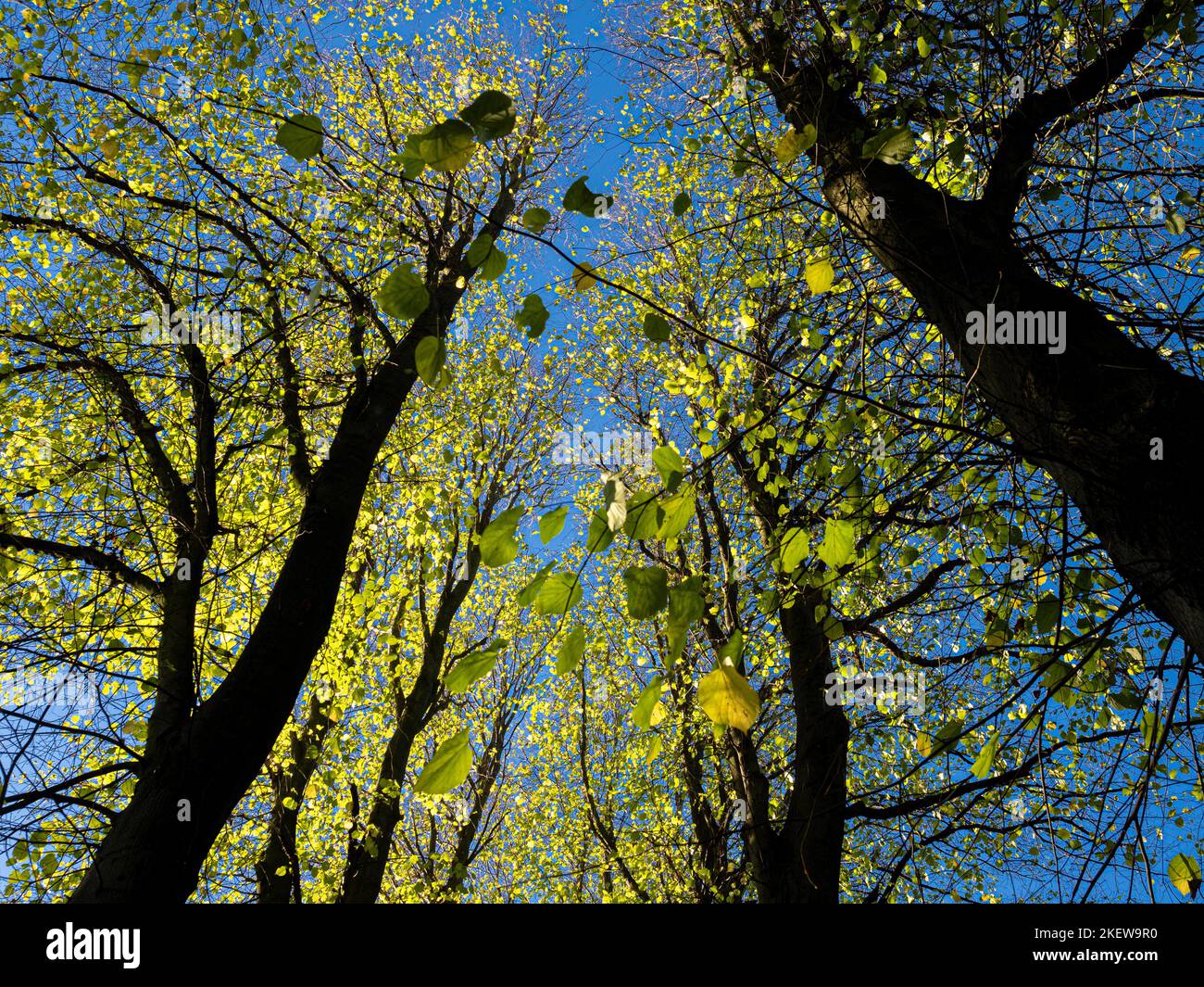 Looking up into a backlit canopy of lime trees with their silhouetted ...