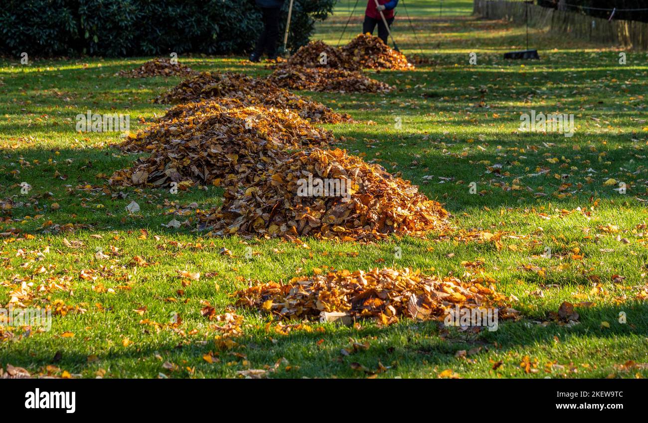 Fallen leaves on a lawn being raked into piles ready to be composted. UK Stock Photo - Alamy