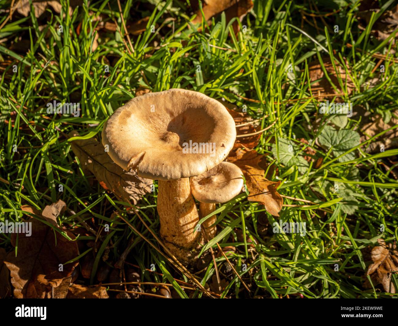 Brown roll-rim fungi. A deadly type of fungi growing at the edge of a ...
