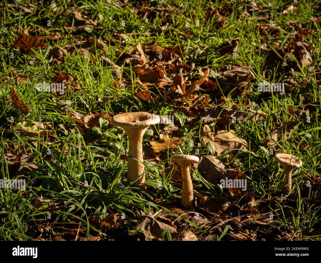 Side view of Brown roll-rim fungi. A deadly type of fungi growing at ...