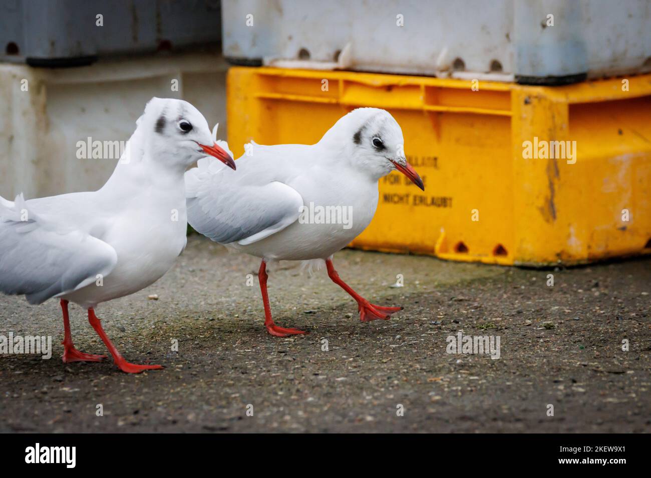 two seagulls standing next to a fish box Stock Photo - Alamy