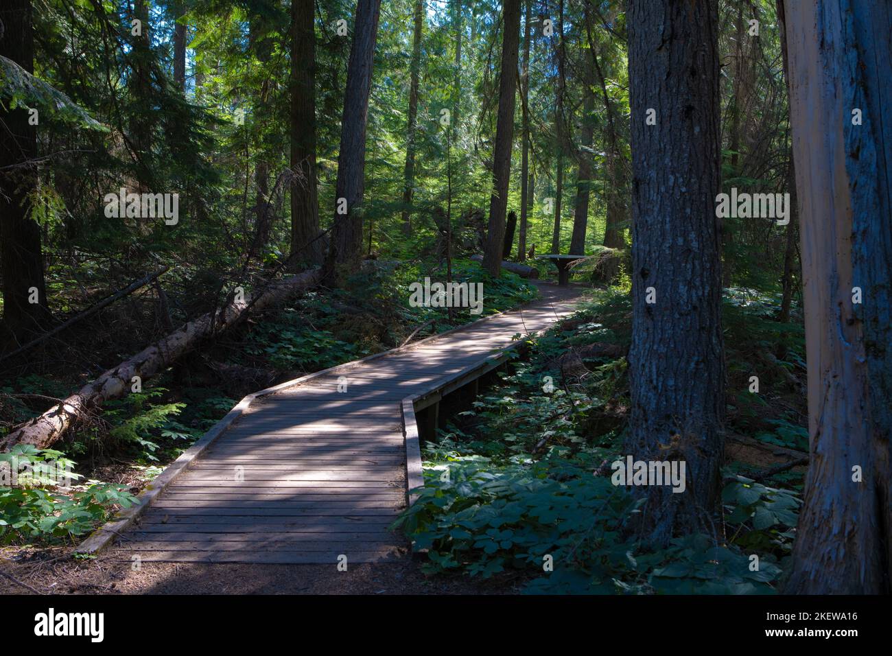 Indian Creek Trail is an easy and pretty hike at Priest Lake Stock ...