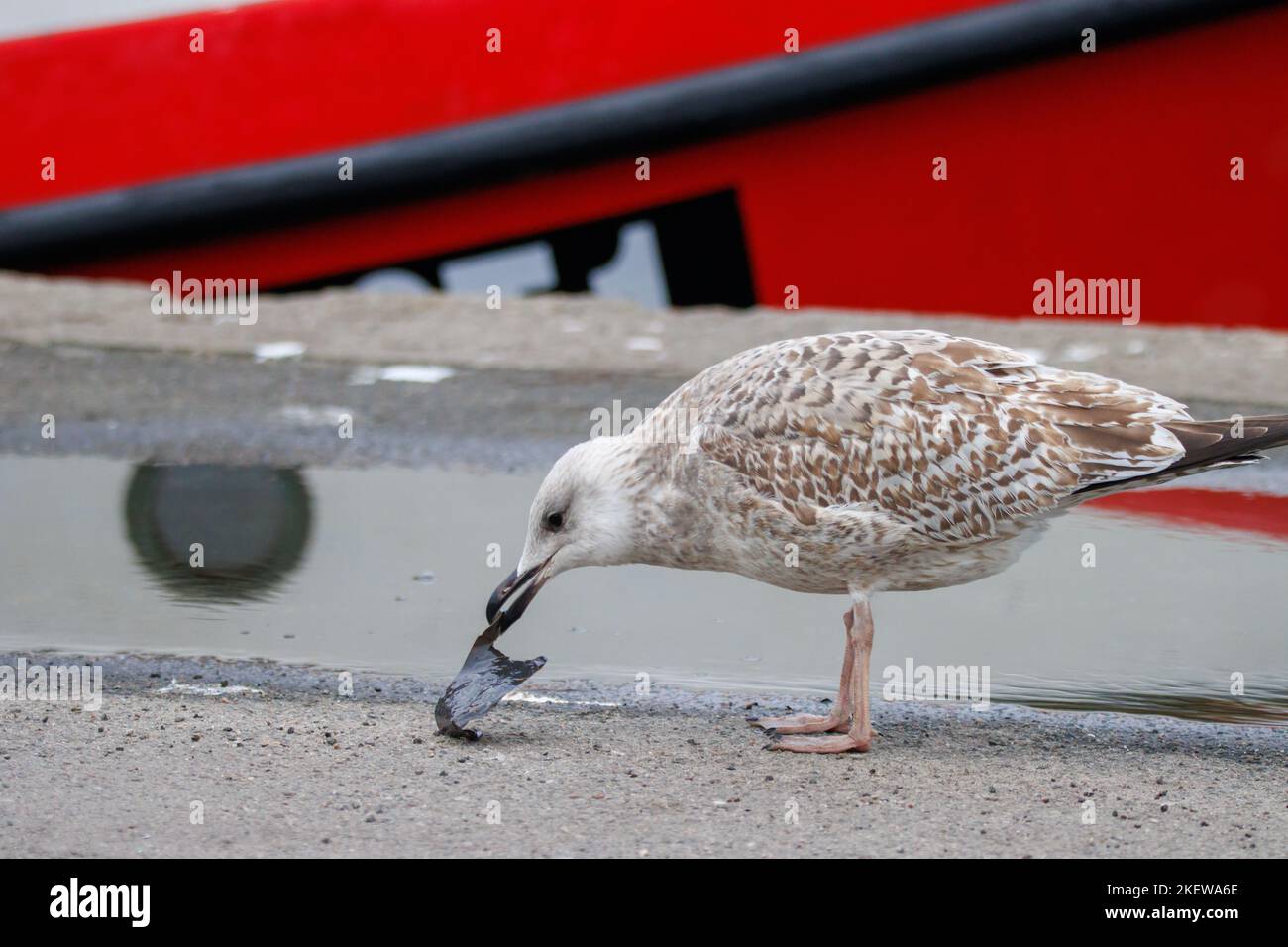 a big seagull eats plastic waste Stock Photo - Alamy