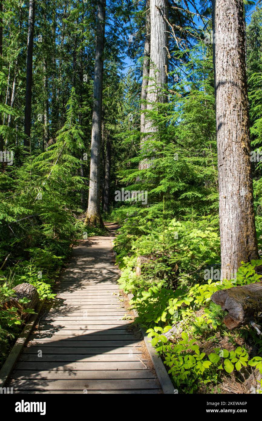 Indian Creek Trail is an easy and pretty hike at Priest Lake Stock ...