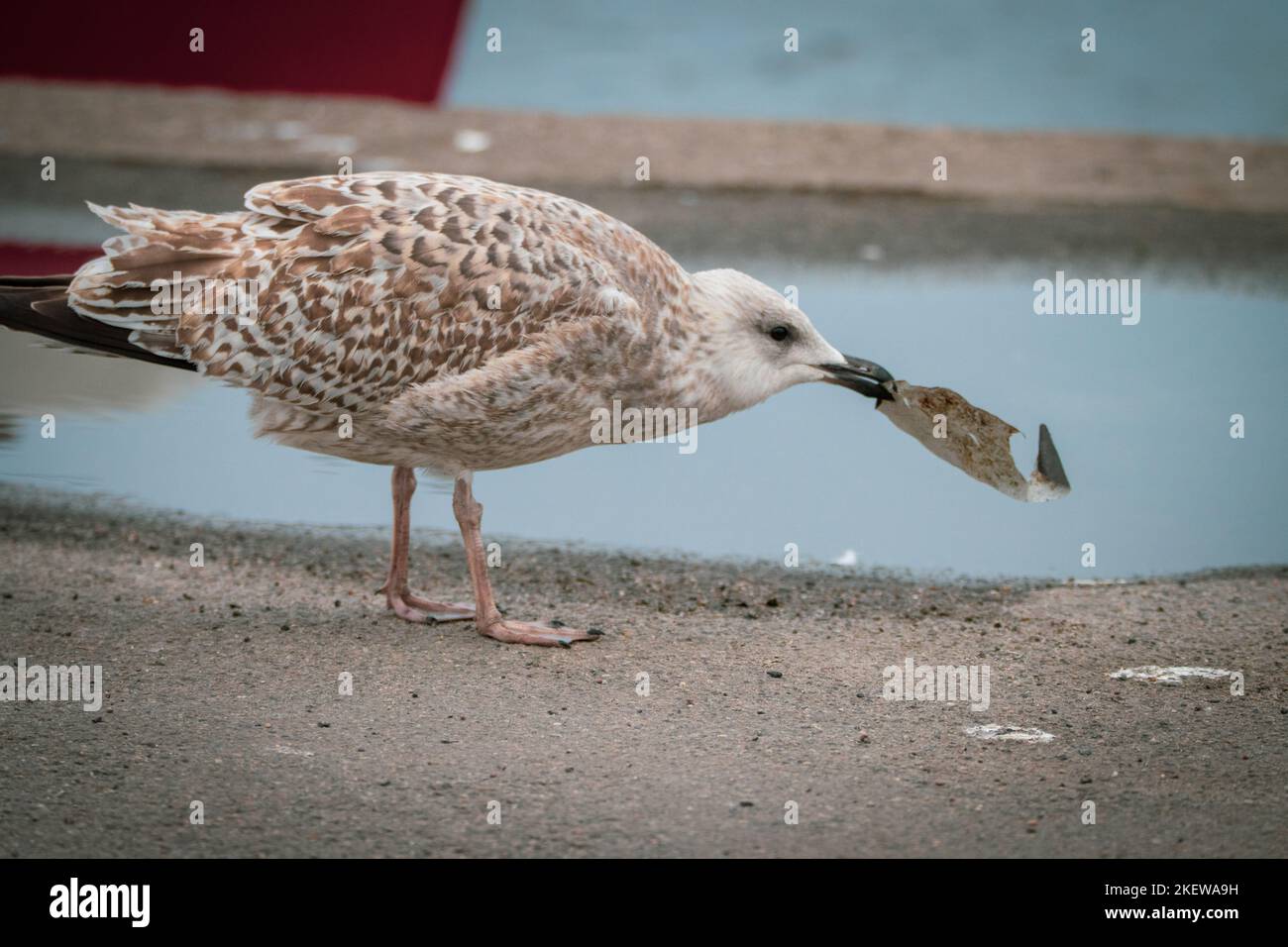 a big seagull eats plastic waste Stock Photo - Alamy