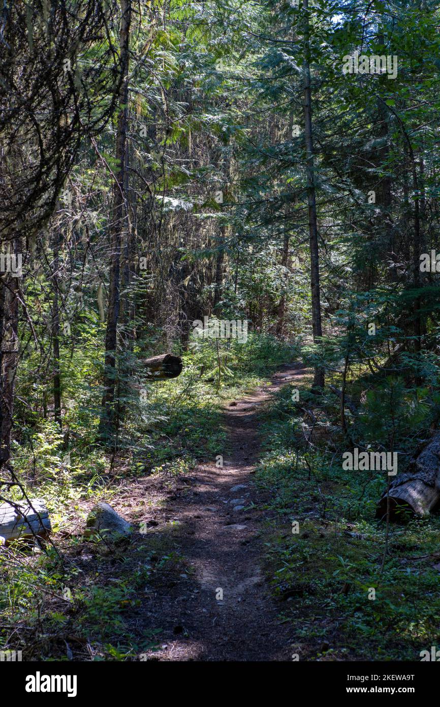 Indian Creek Trail is an easy and pretty hike at Priest Lake Stock ...