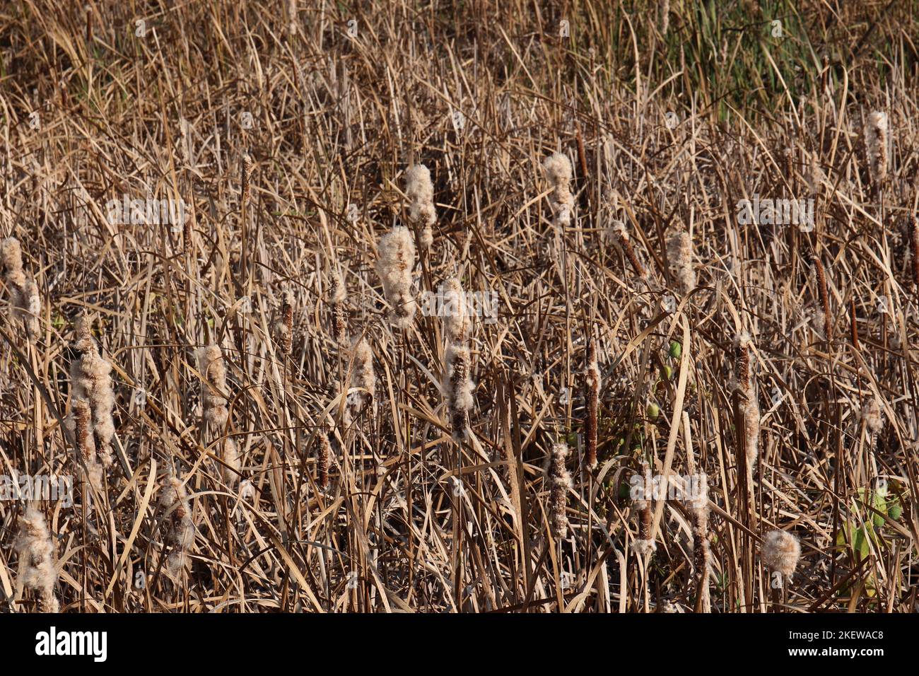 Close up of Cattails in a reedy marsh with fruiting stalks at Hastings ...
