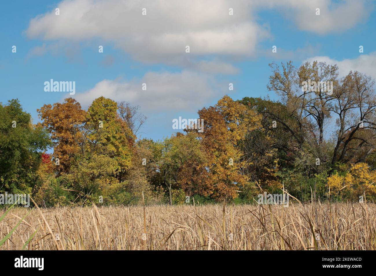 An autumn landscape of cattails lined by trees with fall foliage in ...