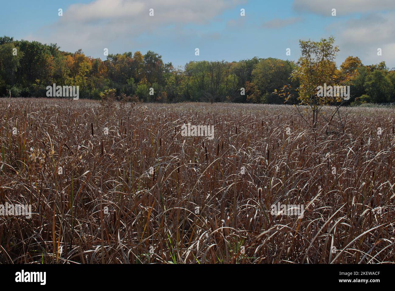 An autumn landscape of cattails lined by trees with fall foliage in ...