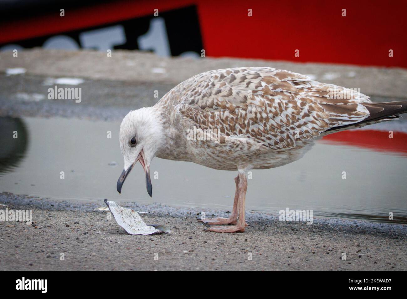 a big seagull eats plastic waste Stock Photo - Alamy