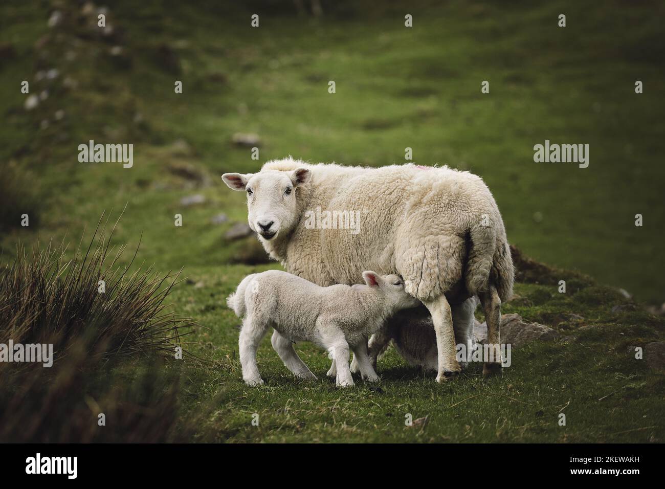 Mother sheep nursing lamb domestic hi-res stock photography and images ...