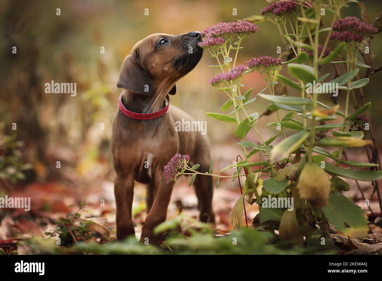 standing Rhodesian Ridgeback Puppy Stock Photo - Alamy